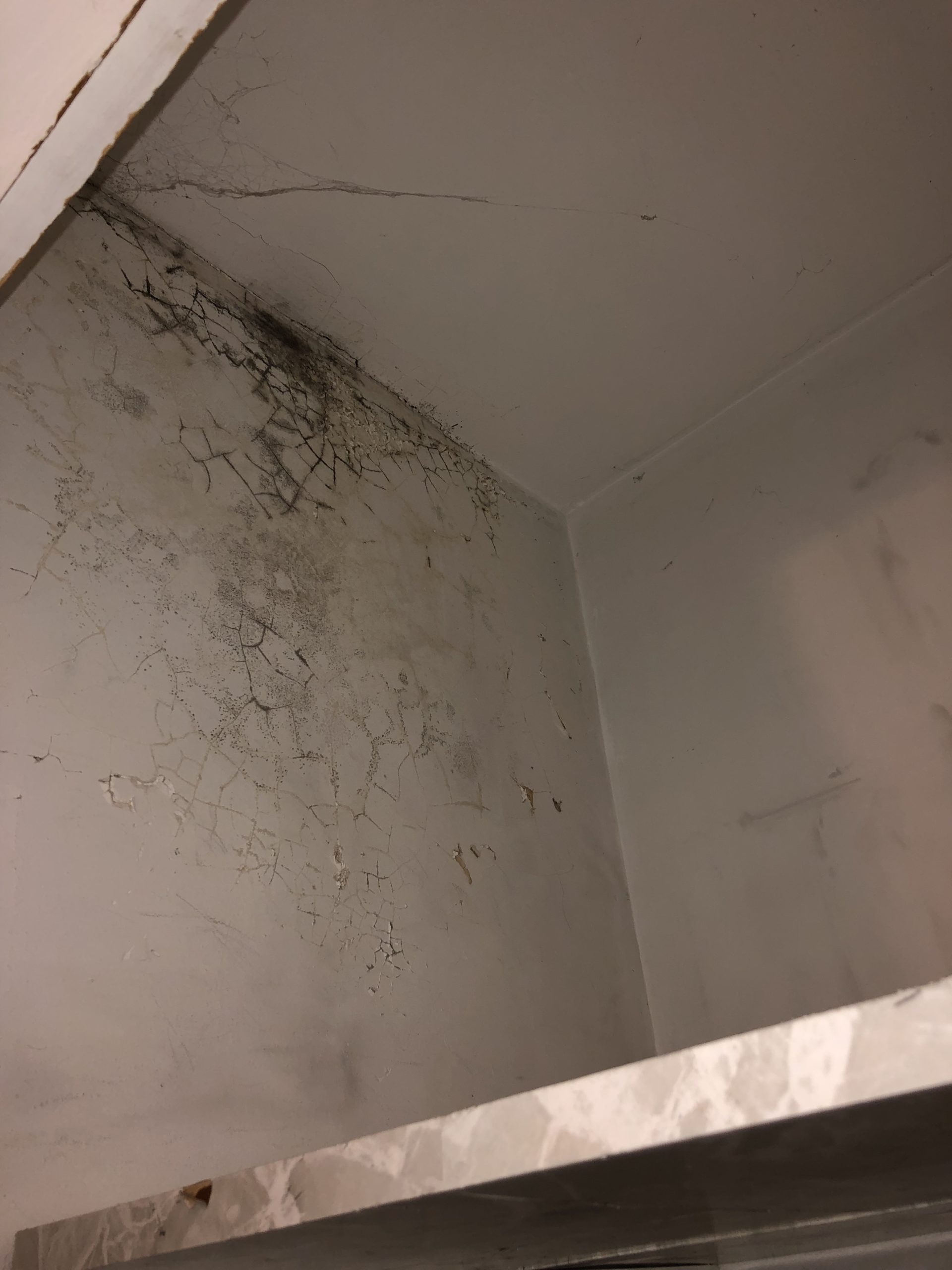 Mold Removal and Remediation – Portland, ME - Soil-Away | NH, MA, ME