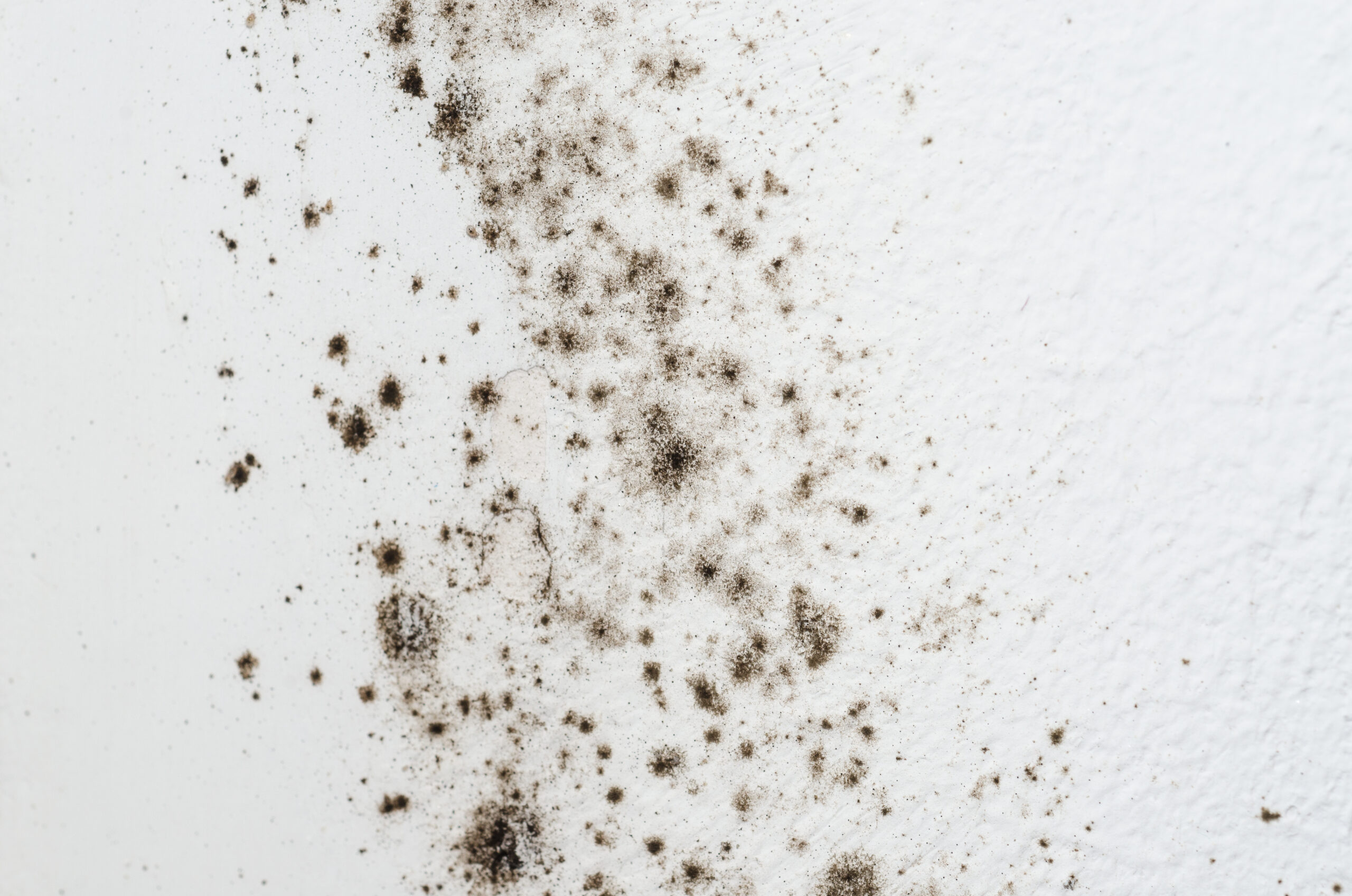 Can Too Much Humidity Cause Mold Growth? - Soil-Away | NH, MA, ME